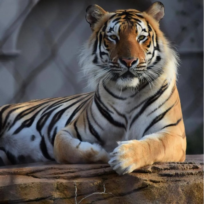 UPDATED – Mystery Live Tiger To Attend LSU-Alabama Game | Tiger Rag